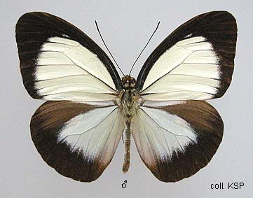Papua Insects Foundation (Lepidoptera/Pieridae/Pierinae(Pareronia jobaea)